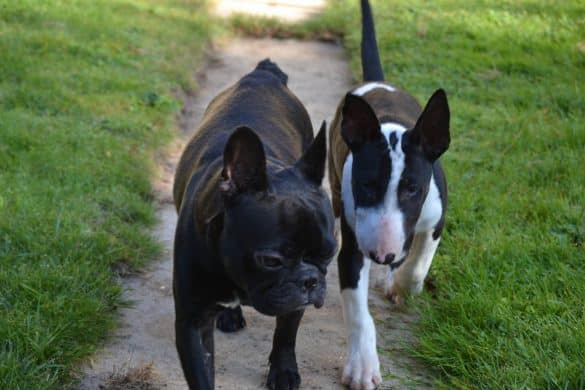 Combien de fois faut il sortir son chien par jour? Combien de fois faut il sortir son chien par jour?