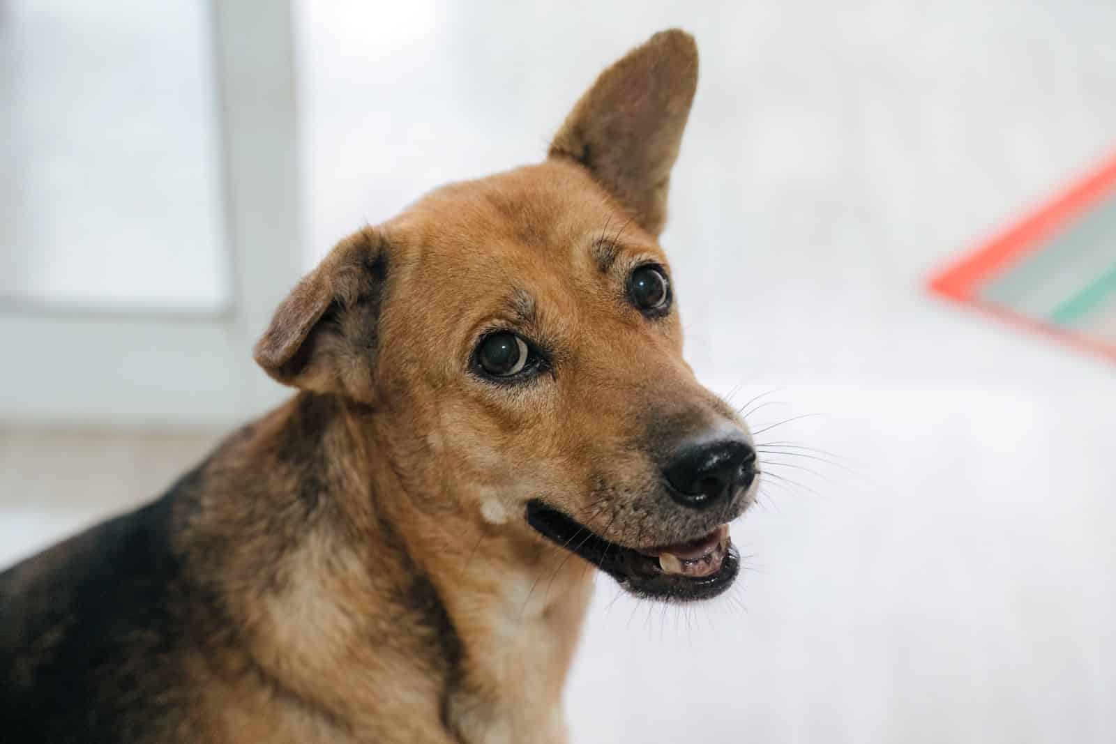 Les conseils à connaître avant d'adopter un chien